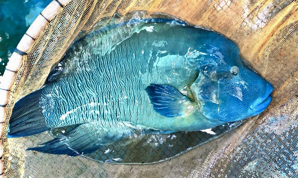 IPMB UMS diiktiraf Pusat Kecemerlangan Pendidikan Tinggi (HiCoE ...